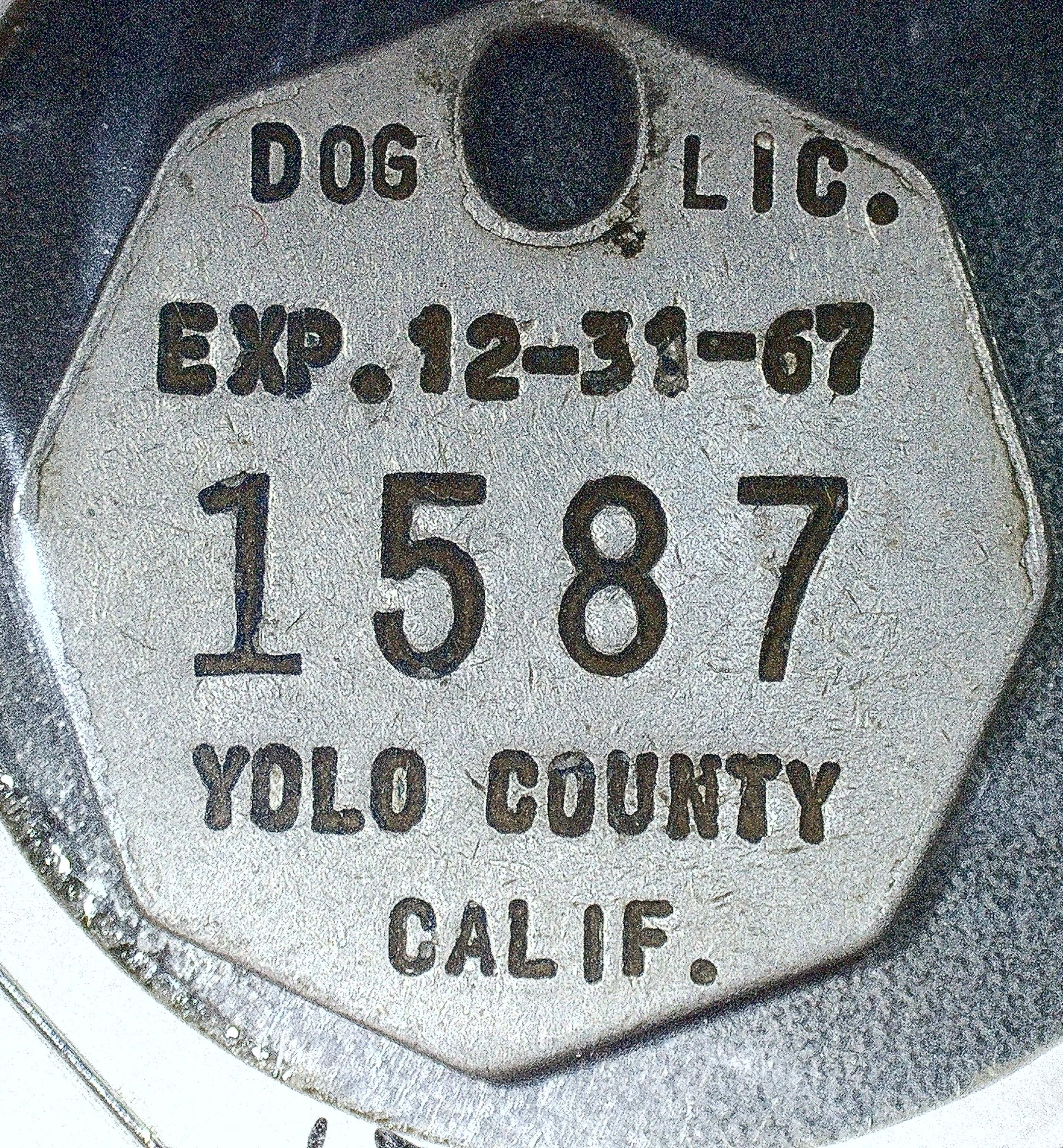 1967 Yolo County, California dog license tag 29mm - For Sale, Buy Now ...